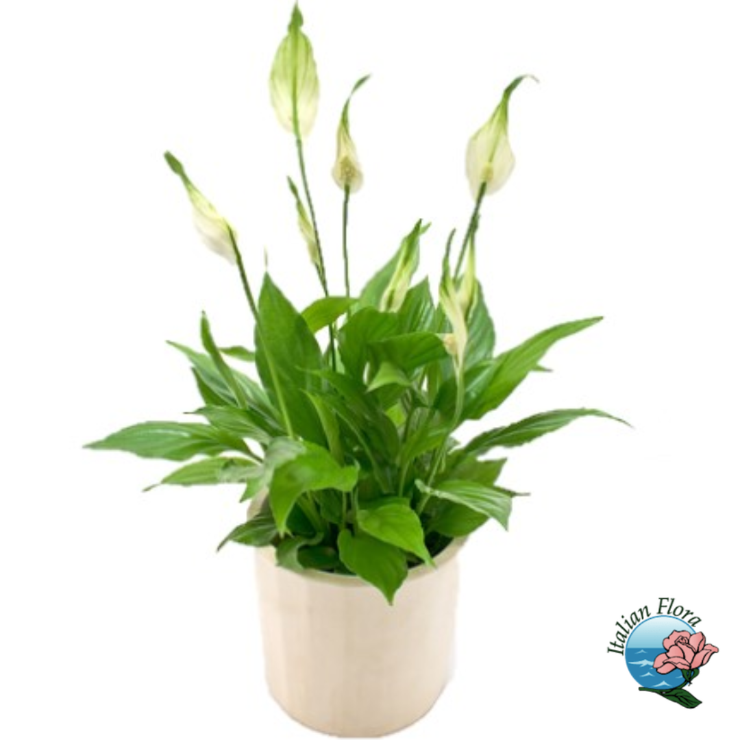 Spatiphyllum plant - Italian Flora