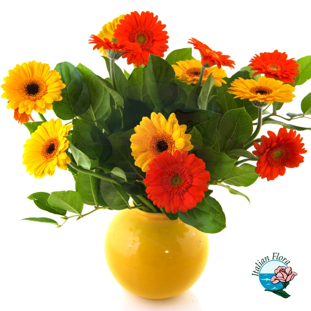 Vase arrangement of colourful gerberas - same day delivery