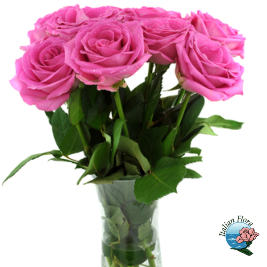 Bouquet of 9 hot pink roses - Italian Flora