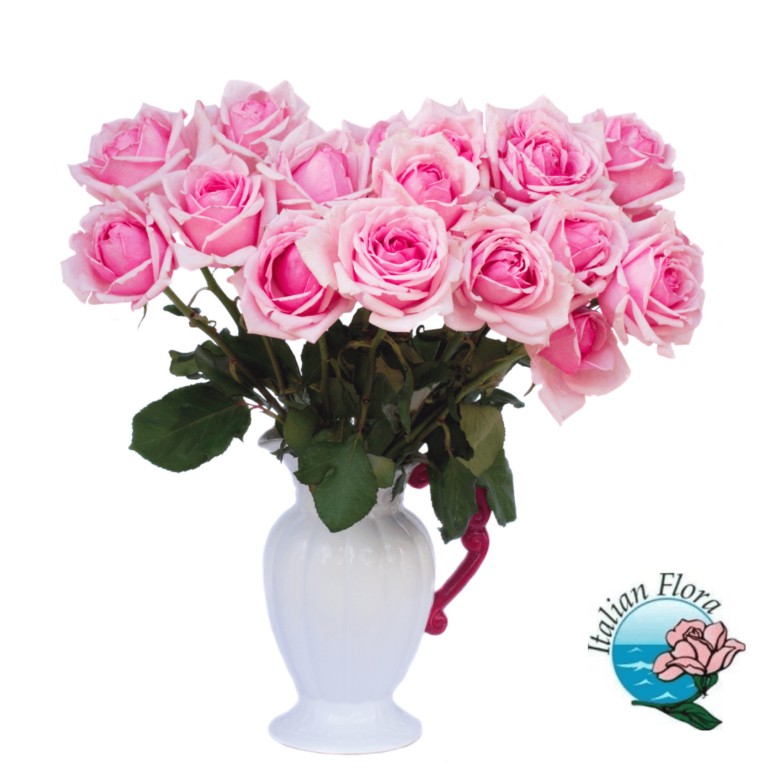 15 rose rosa con vaso | Flora italiana