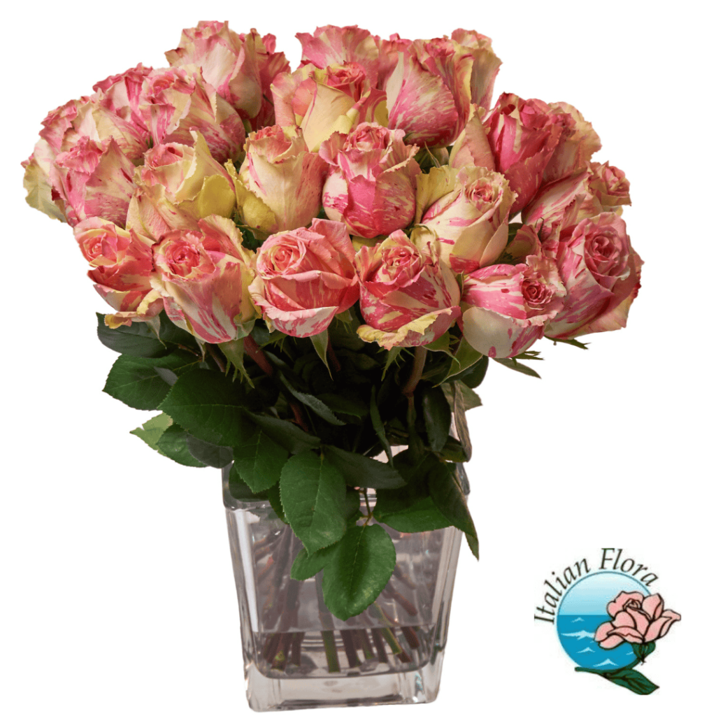 24 Peach Roses | Italian Flora