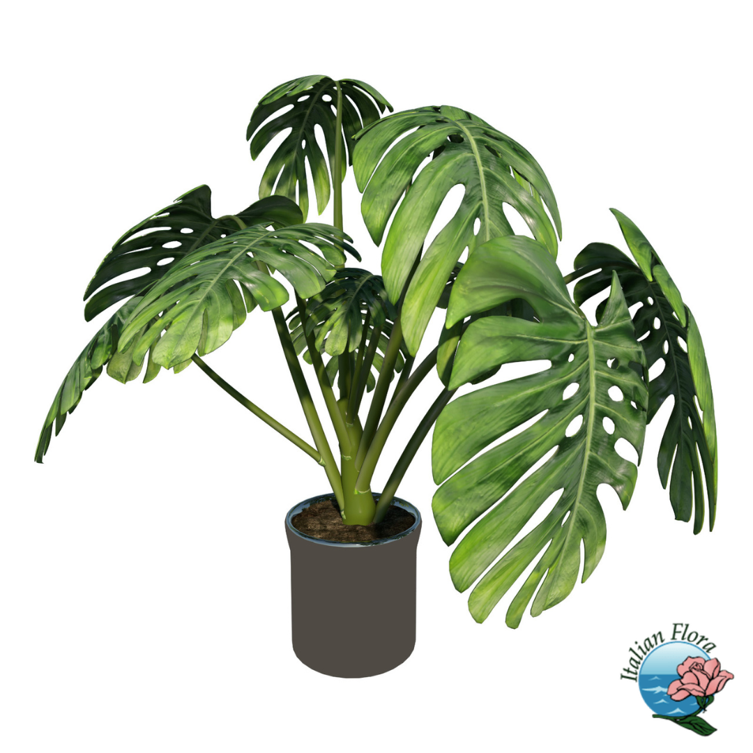 Monstera - italijanska flora