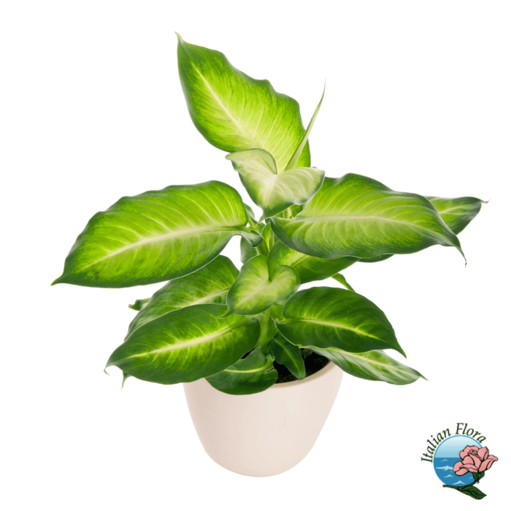 All Flowers - Page 4 of 9 - Italian Flora