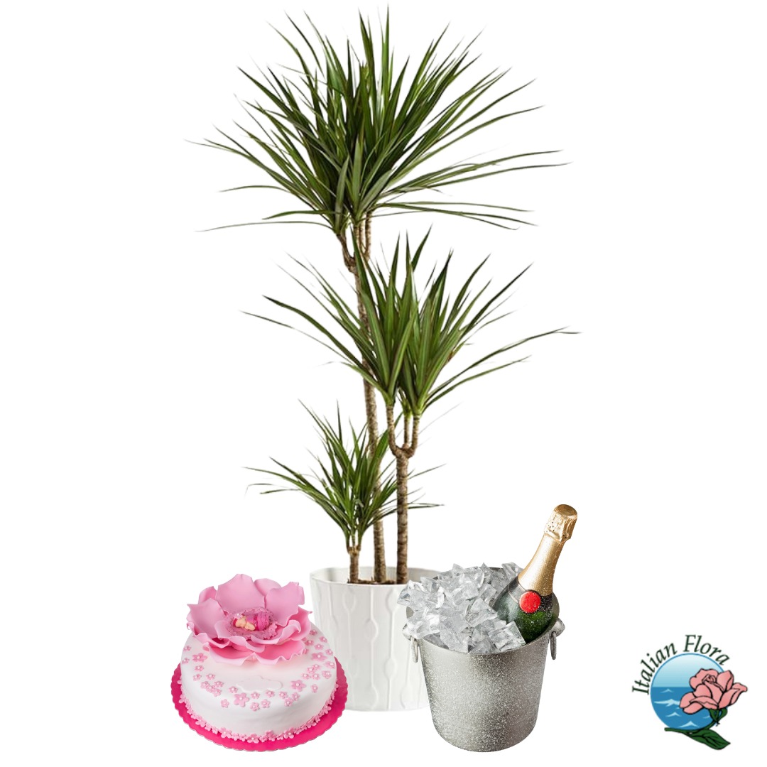 Pianta verde con torta e spumante | Italianflora